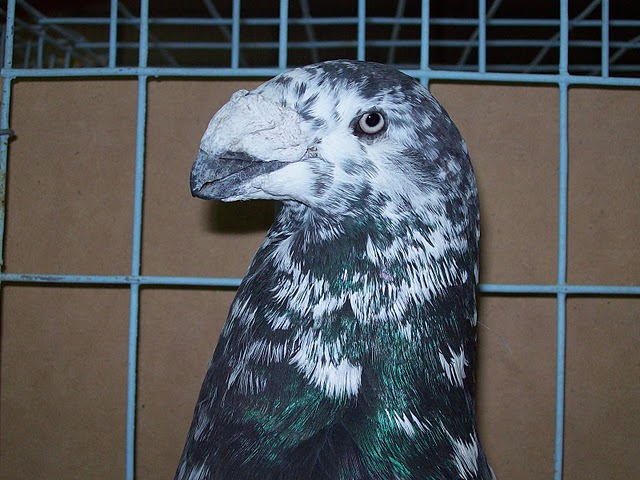 English Show Homer Pigeon ~ ENCYCLOPEDIA OF PIGEON BREEDS