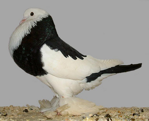 Ghent Cropper Pigeon ~ ENCYCLOPEDIA OF PIGEON BREEDS
