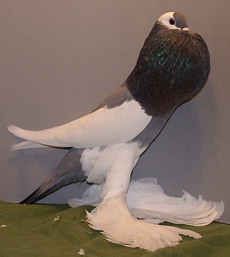 Reversewing Pouter Pigeon ~ ENCYCLOPEDIA OF PIGEON BREEDS