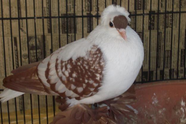 Tiger Swallow Pigeon ~ ENCYCLOPEDIA OF PIGEON BREEDS
