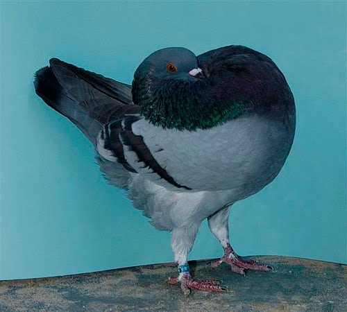 Holle Cropper Pigeon Pictures ~ ENCYCLOPEDIA OF PIGEON BREEDS