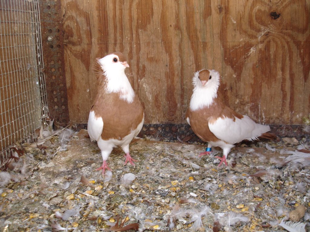 Komorner Tumbler Pigeon Pictures | Felegyhazer Tumbler Pigeon Pictures ...