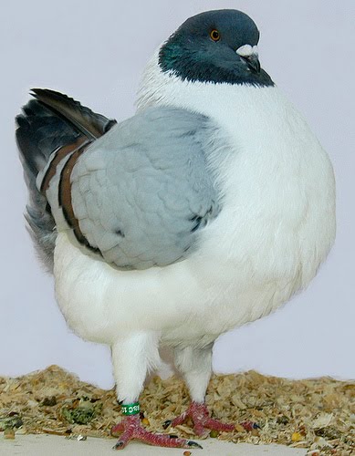 Gazzi Modena Pigeon Pictures ~ ENCYCLOPEDIA OF PIGEON BREEDS