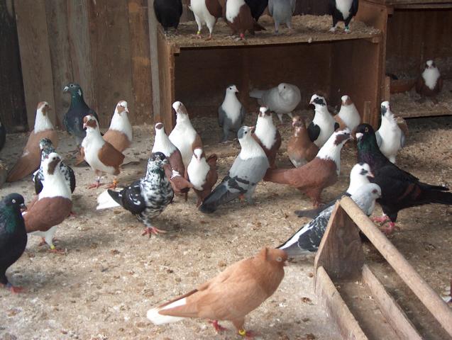 List of Pigeon Breeds ~ ENCYCLOPEDIA OF PIGEON BREEDS