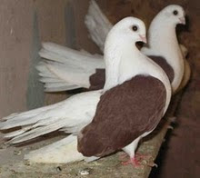 Kazan Tumbler Pigeon Rostov Tumbler Pigeon Pictures ~ ENCYCLOPEDIA OF ...