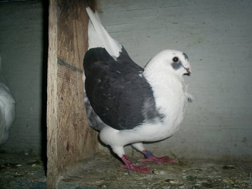 Syrian Turbiteen Pigeon (Barbarisi Owl Pigeon) Pictures ~ ENCYCLOPEDIA ...