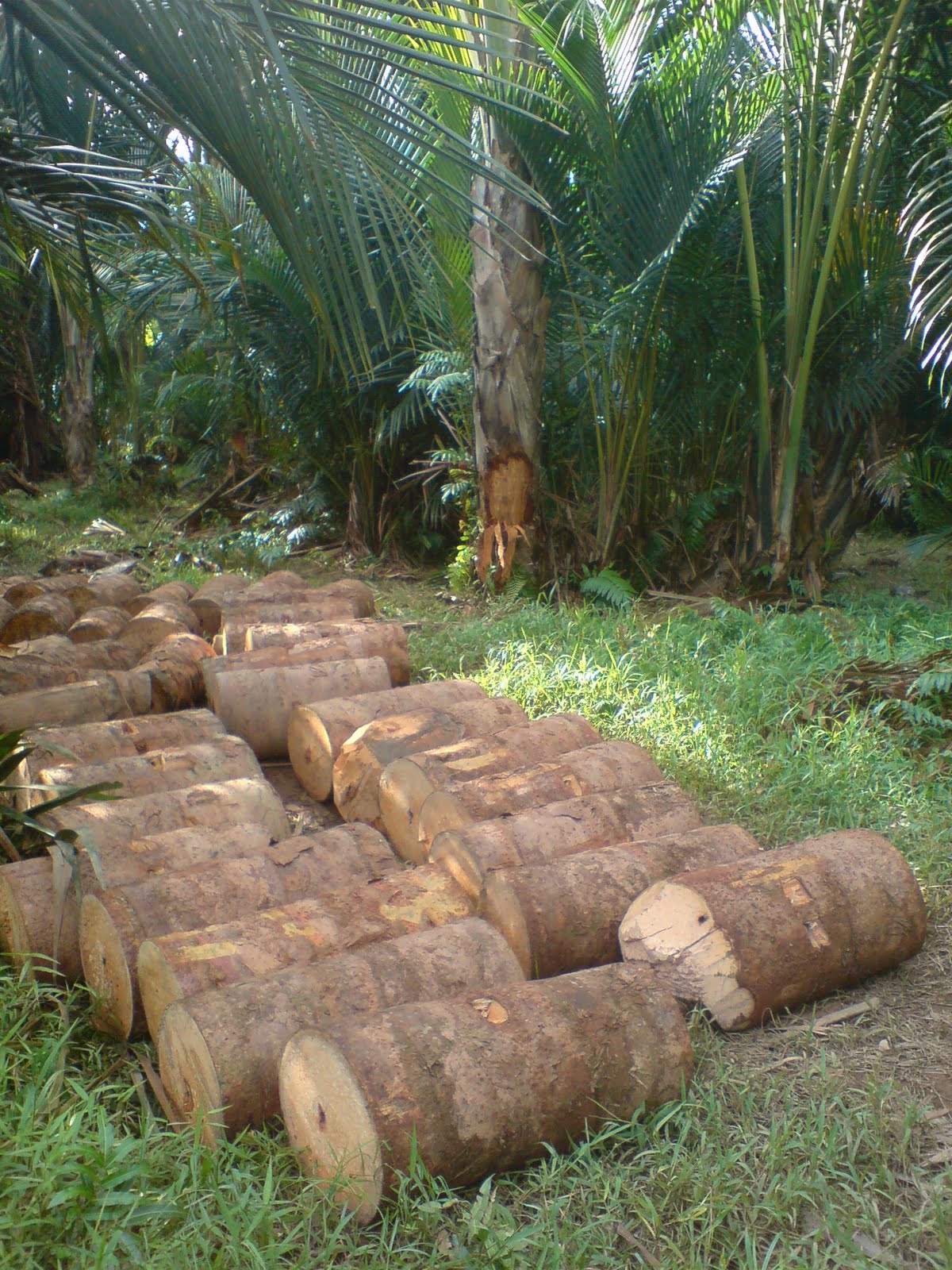 Linau kampungku................: Sagu