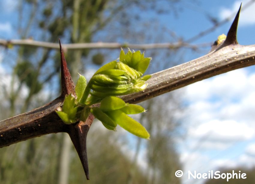 Le n'oeil de Sophie: Jeunes pousses