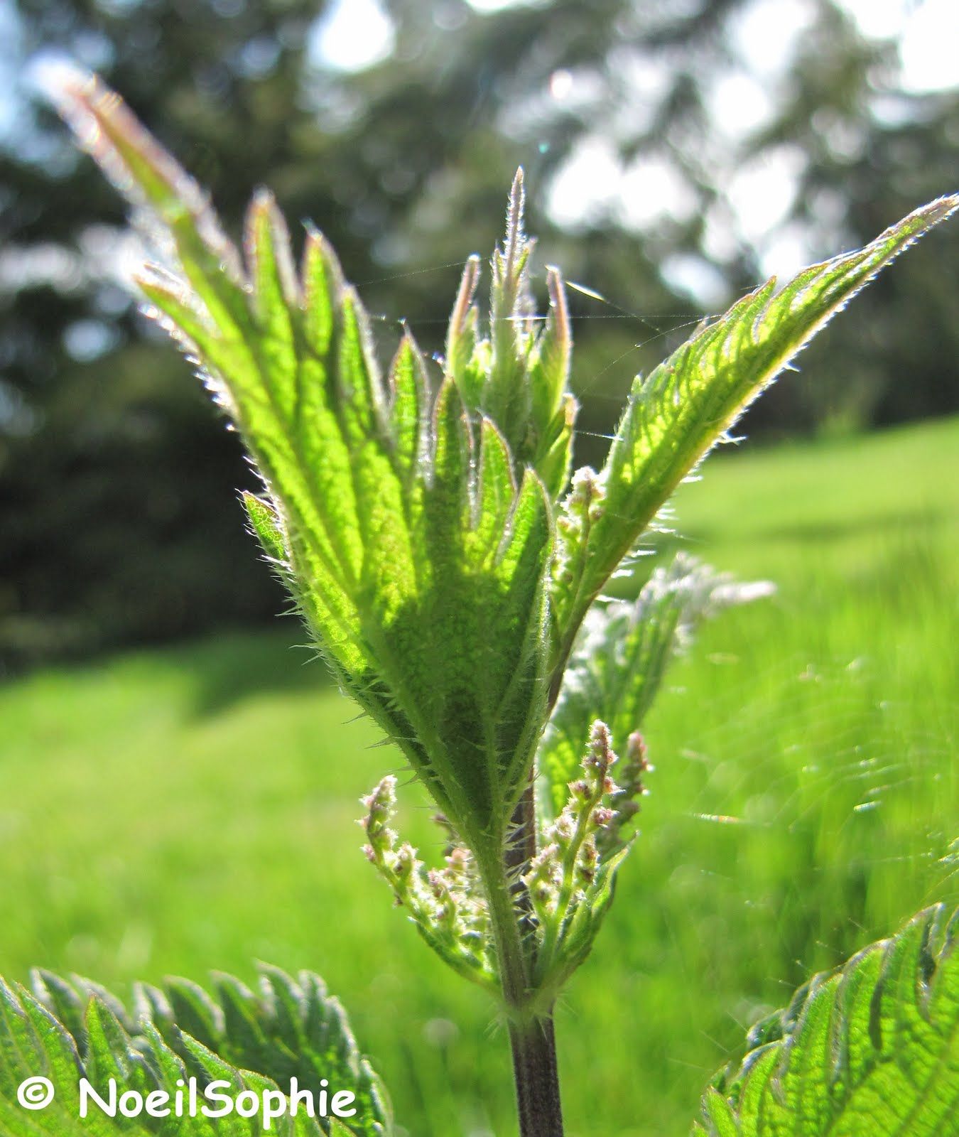 Le n'oeil de Sophie: Le temps des orties