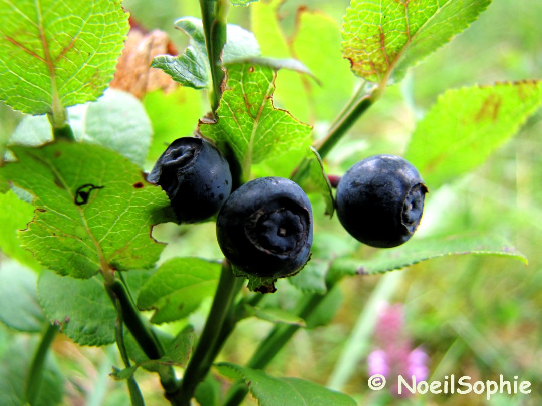 Le n'oeil de Sophie: Fleur... de myrtille