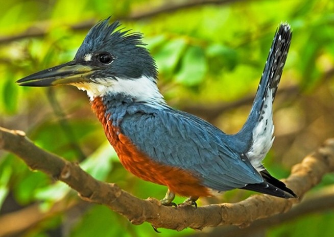 Top of the World: Birds rare Pics
