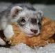 Little Dooks: Angora Ferrets!