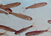 something about salmon habitat: stages of salmon life cycle