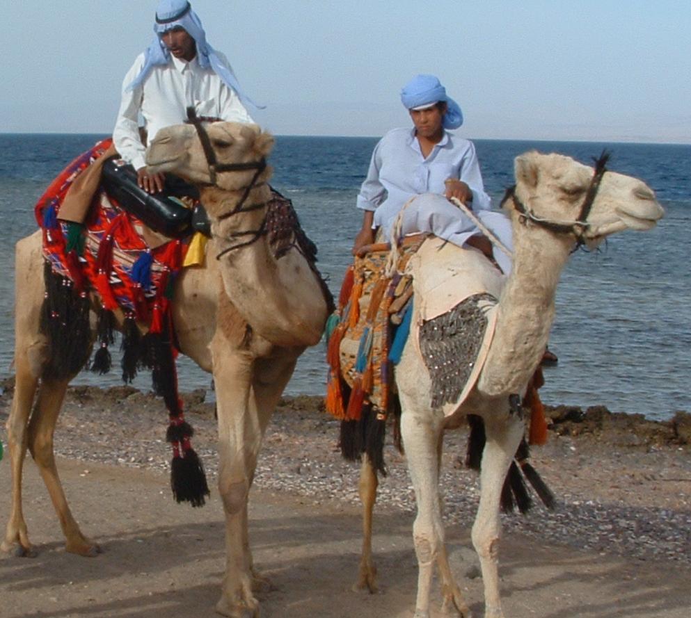 DESCOBERTURA: Beduínos, o povo do deserto