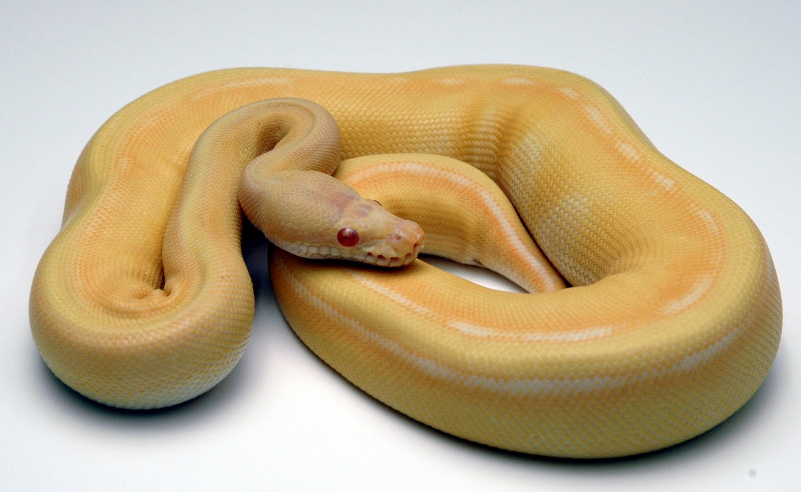 _EXOTIA_: Vull tenir una serp a casa!