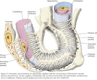 kristagladneybiol3500: The Uriniferous Tubules - The Functional Unit of ...