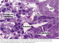 kristagladneybiol3500: Henle's Loop