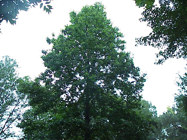 Bona Dea Sanctuary Nature Notes: Bona Dea trees Update