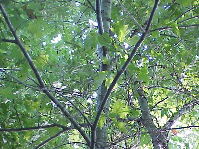 Bona Dea Sanctuary Nature Notes: Bona Dea trees Update