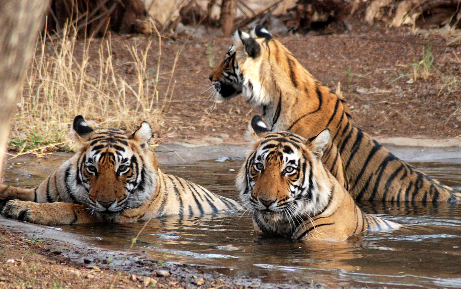 Indian National Park: Tiger Reserves