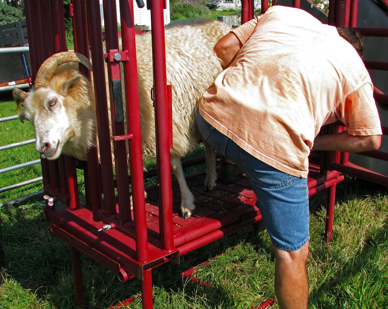 Red Brick Road Farm Icelandic Sheep & Wool: Weekend sheep work