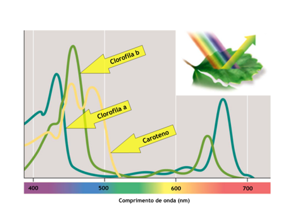 Fotossíntese ~ Fehet