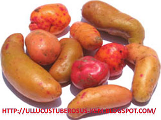 Ullucus tuberosus: ulluco