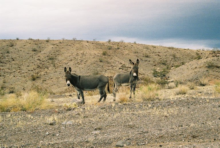 Minčių terasa...: Amerikietiškos dykumos