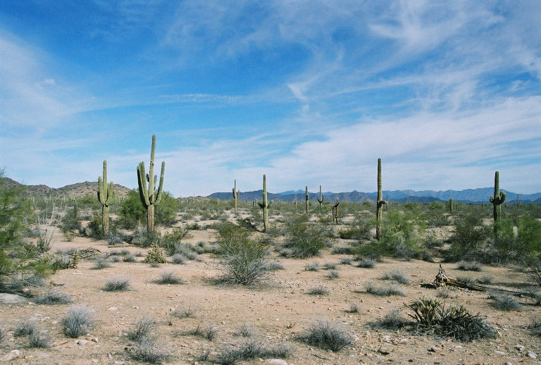 Minčių terasa...: Amerikietiškos dykumos