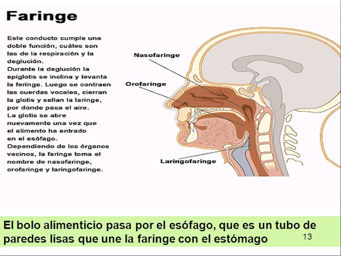 EL SISTEMA DIGESTIVO