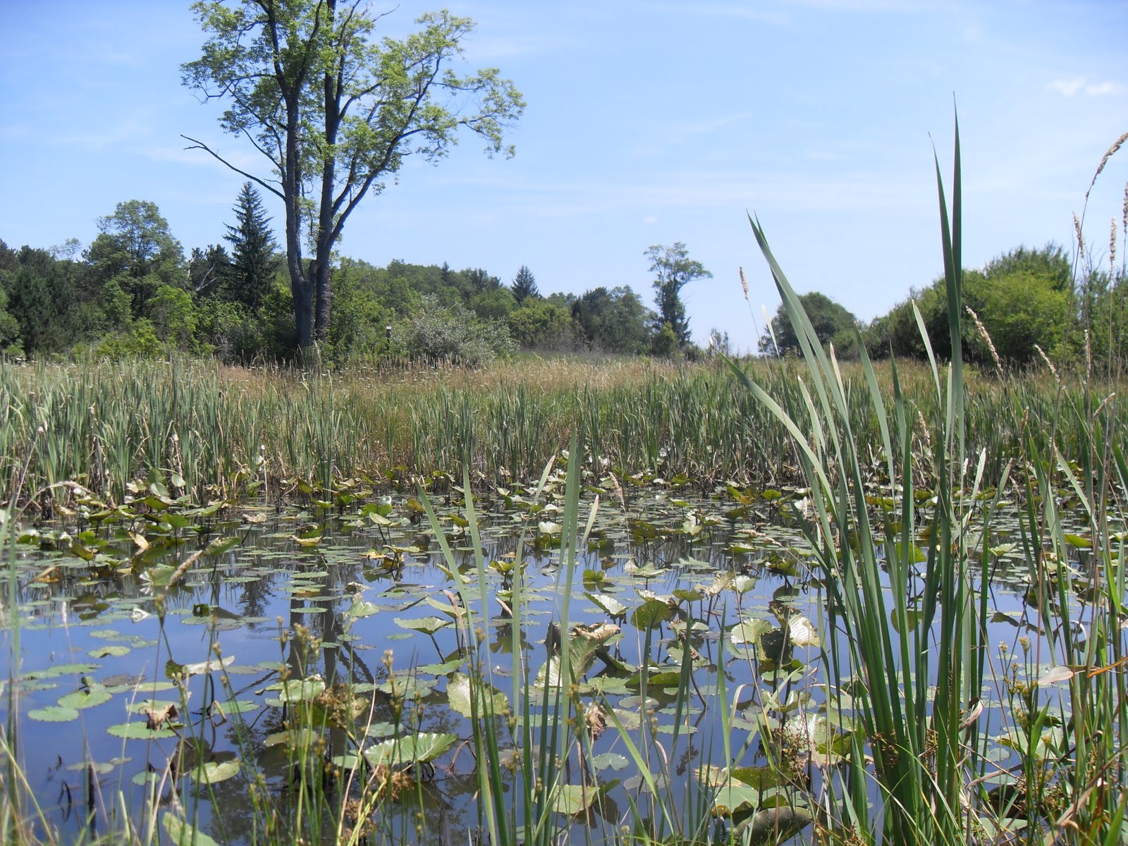 The Allegheny Journal: A Backwoods Adventure Guide: Buzzard Swamp