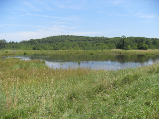 The Allegheny Journal: A Backwoods Adventure Guide: Buzzard Swamp
