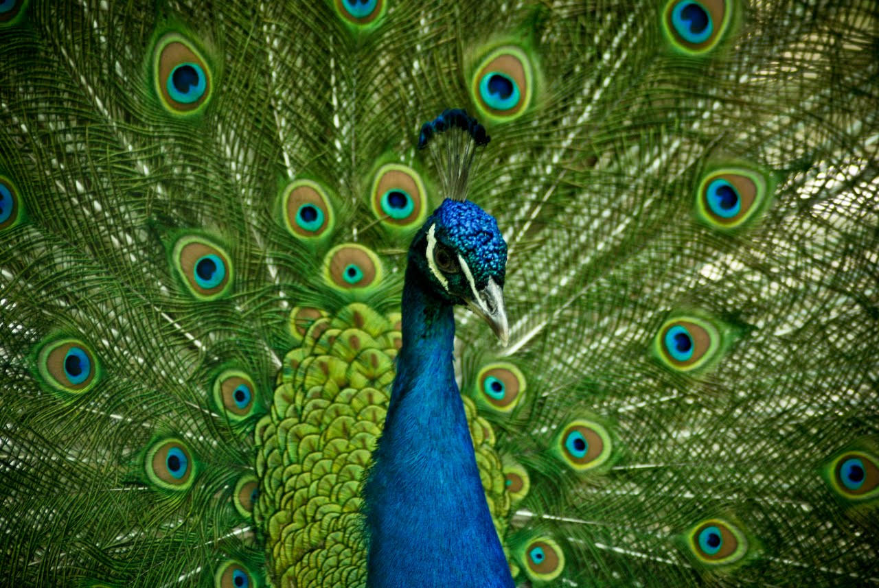 nomorelights: pauni in Herastrau