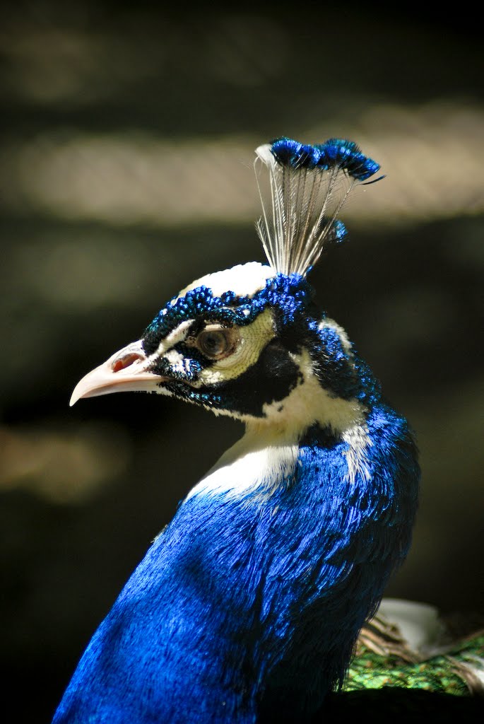 nomorelights: pauni in Herastrau