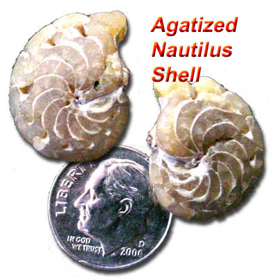 Agates of the Oregon Coast: Agatized Nautilus Shell found at Newport