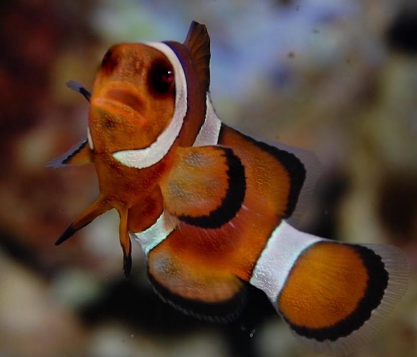 Zombie Squiggs: Zombie animals part 14 - Zombie Clown Fish