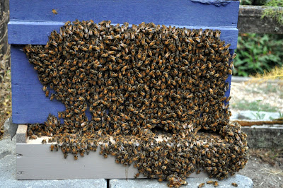 Chris and Sonja - The Sweet Seattle Life: Bee Bearding. For real this time.