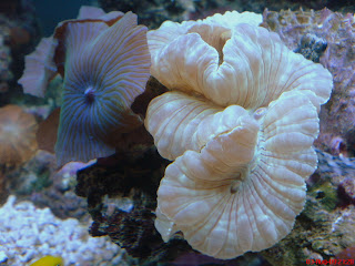DEMONSORI: Marine Tank--LPS Corals ( Fox Coral)