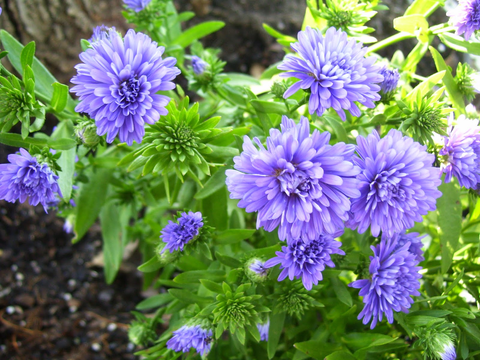 PeridotsGardenBlog: Fall Flowers/Chrysanthemums and Asters!