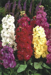 las flores del peru: flor alheli