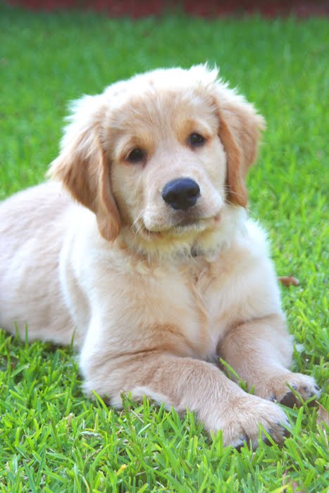 The Max Collector: MAX, MY SPECTACULAR GOLDEN RETRIEVER