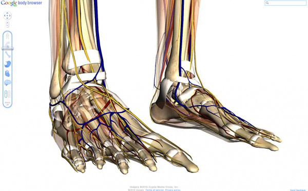 Google Body Browser, otro servicio más del gigante de Internet | De ...