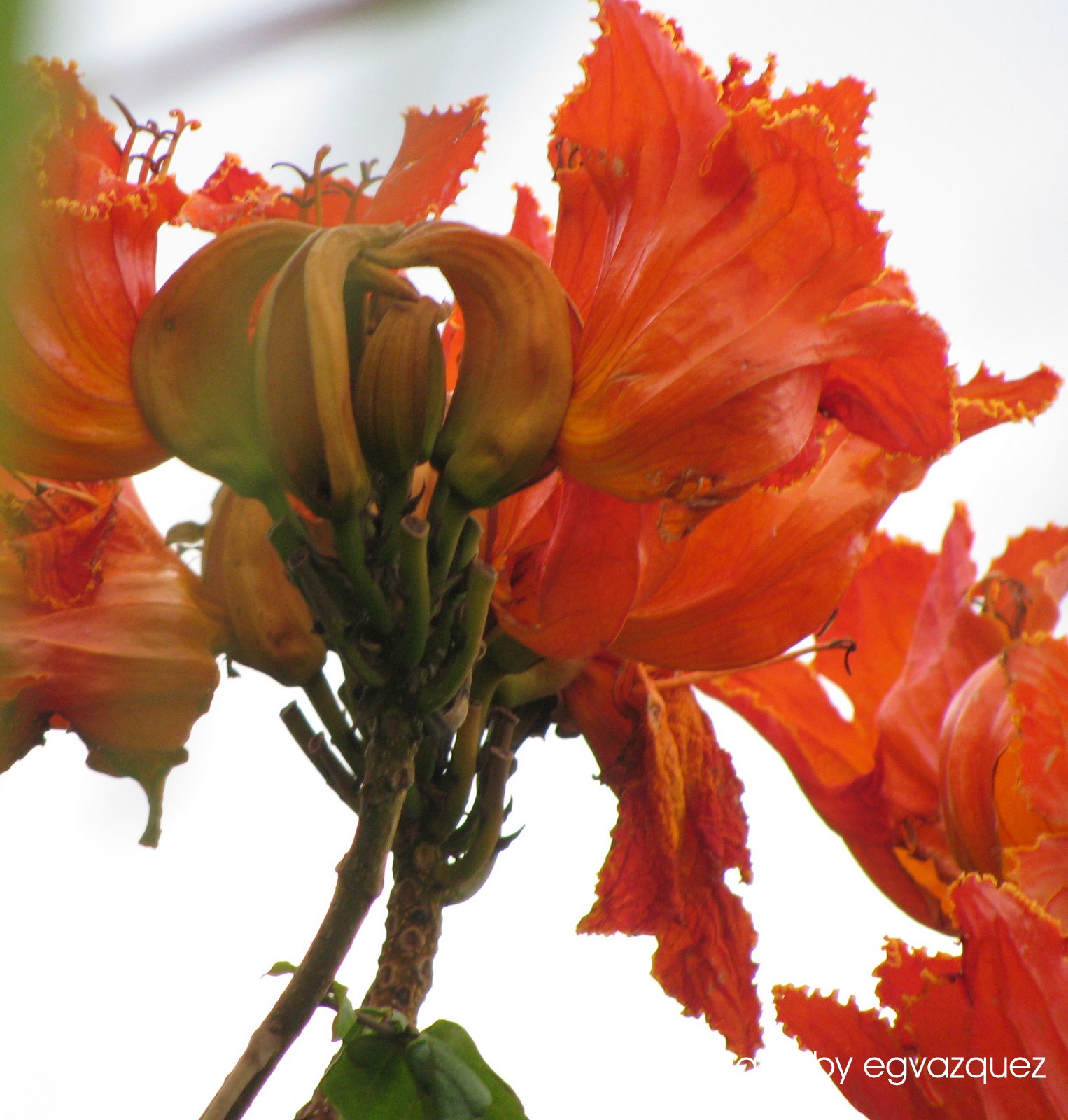 African Tulip :Flower of the Day/ Tulipan Africano Flor del Dia