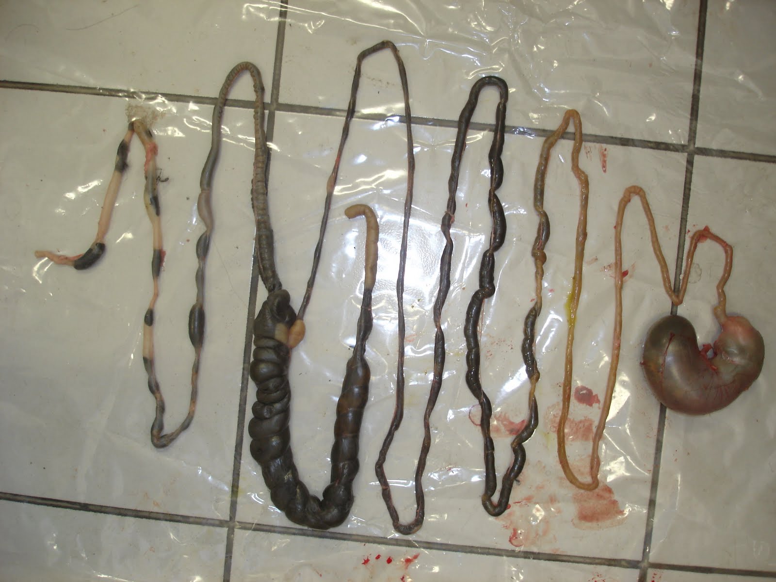 AnimaL SciencE: rabbit digestive anatomy