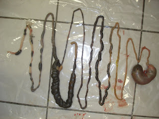 AnimaL SciencE: rabbit digestive anatomy