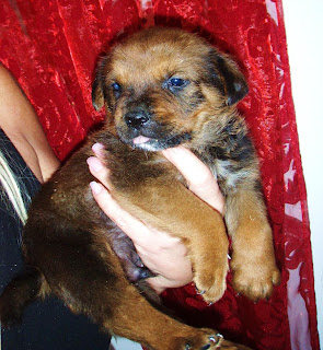 Bullmastiff - Rottweiler Valpar: Kraftiga fina valpisar, nu 5v gamla