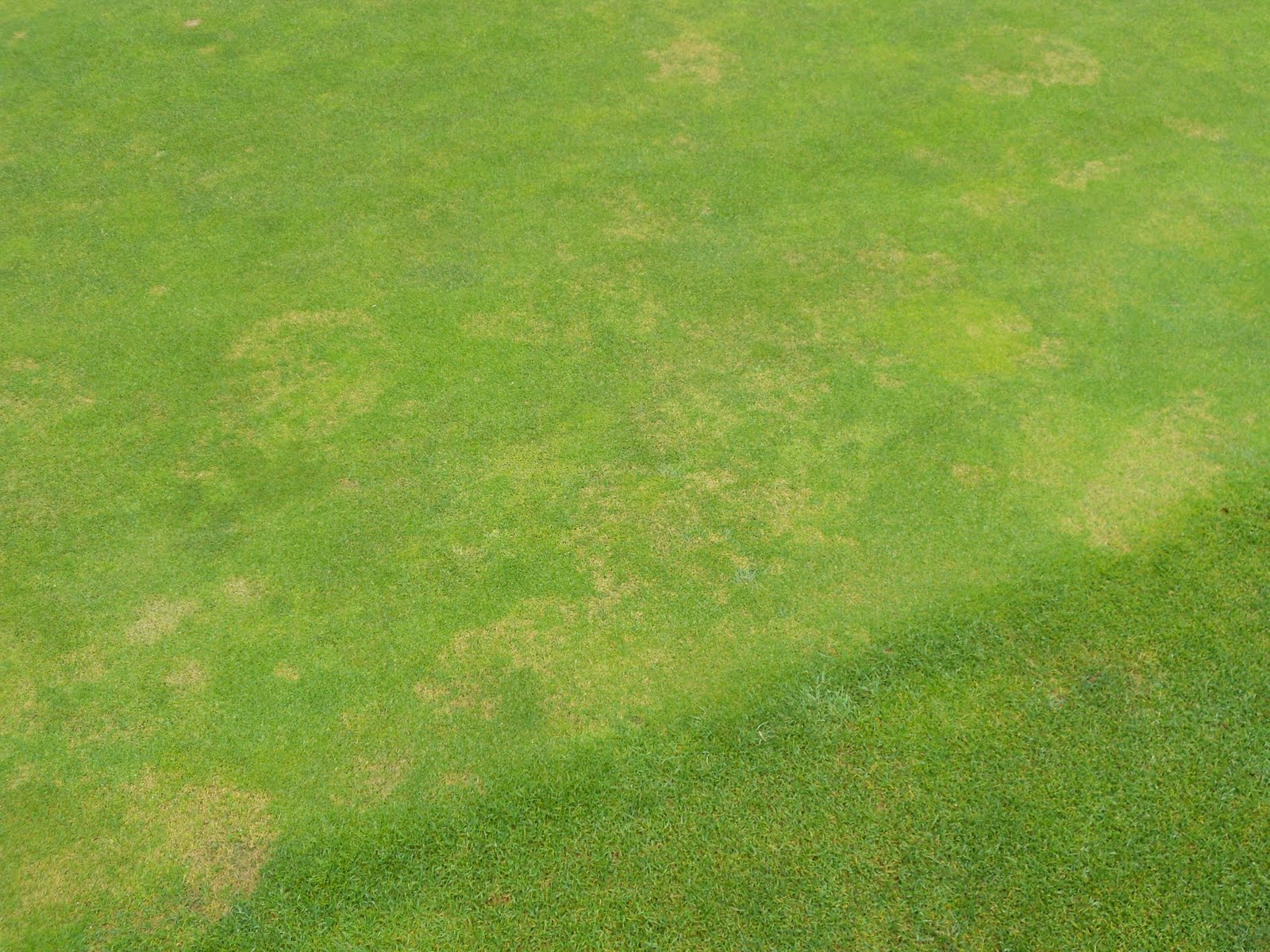 Turfgrass Disease Updates For Golf Courses August 2010