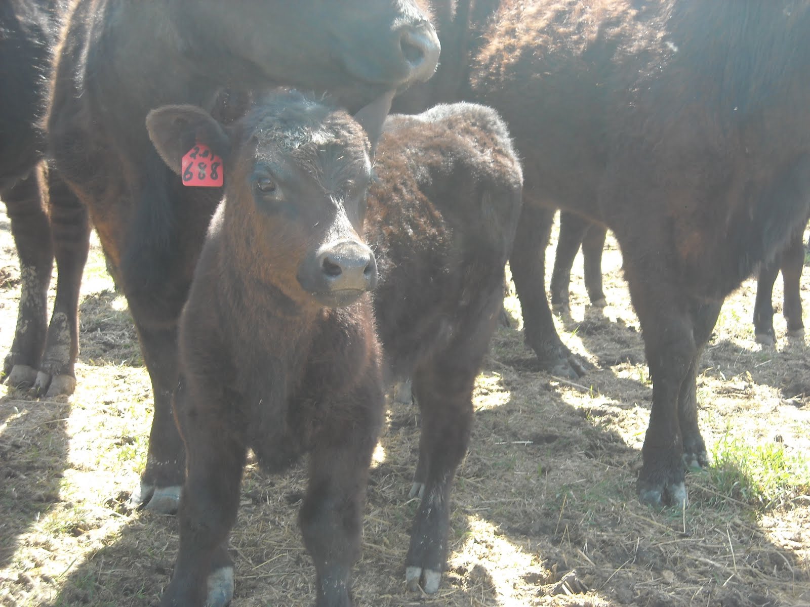 Leatherwood Happenings: OOOOH...Scary Cows