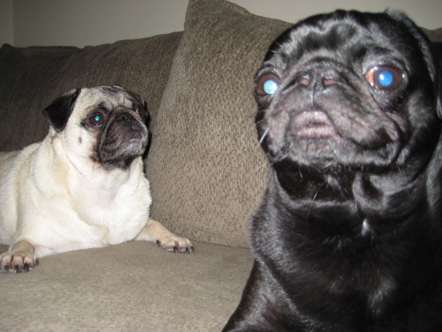 Two Pugs in a Pod: Anatomy of a Pug Fight