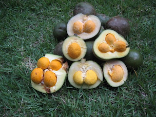 Spiculaemvida: Pequi, a fruta.